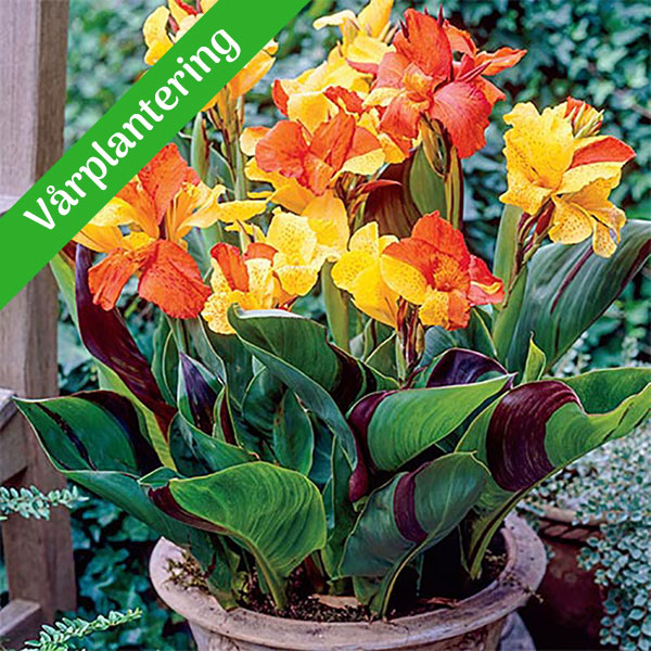 Lökar, knölar, rött och rhizomer till perenner och sommarblommor ...