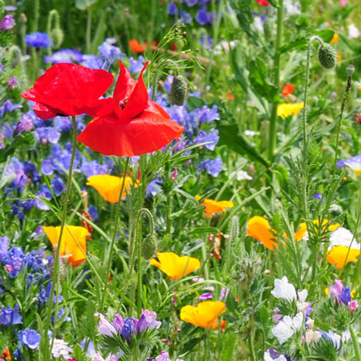 Frö till vilda växter och vildblommor | Wexthuset